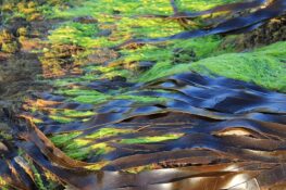 Πως καταψυχουμε πατατες – Vivamus
